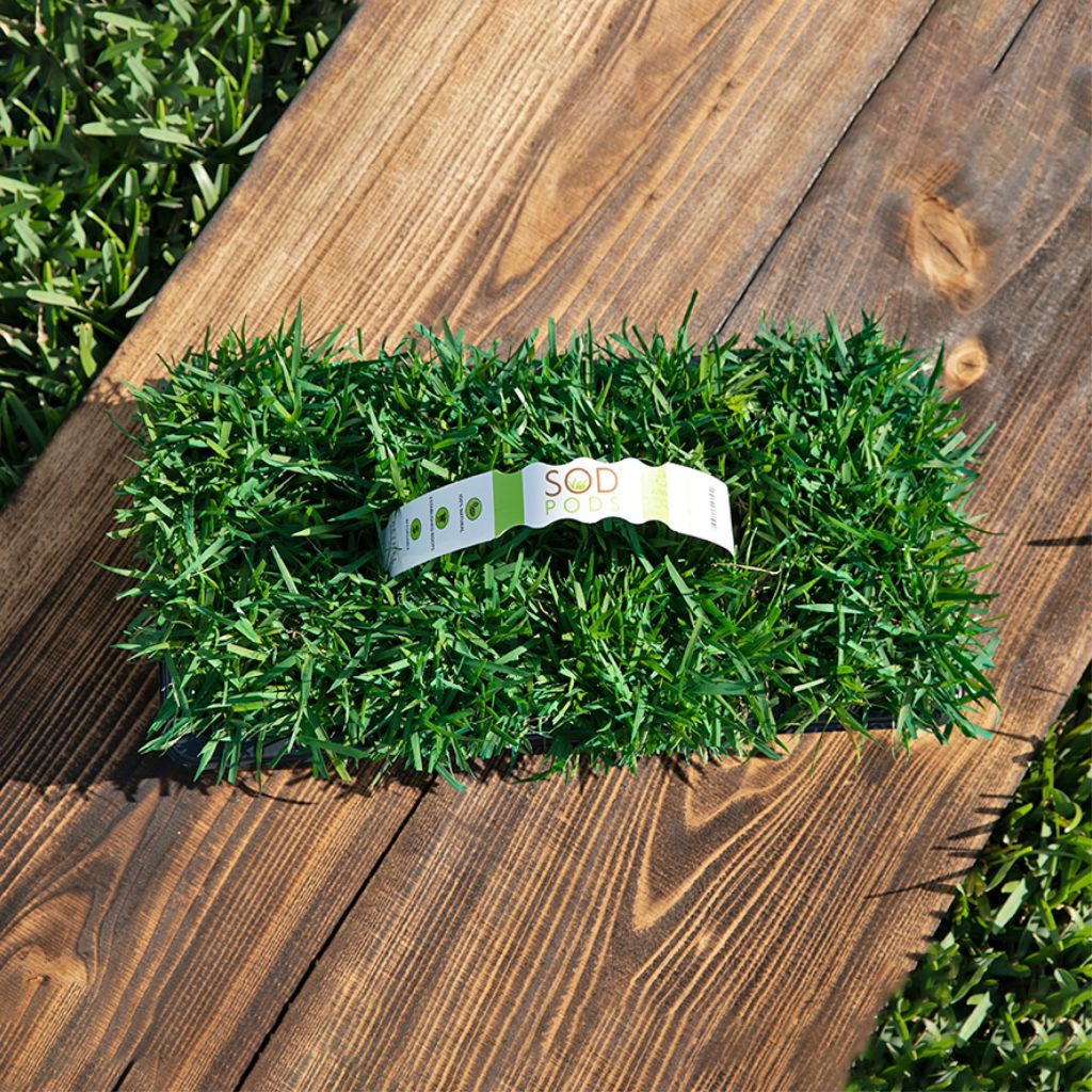 Zoysia Sod Pod | Tampa Bay Sod