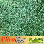 CitraBlue St Augustine | Tampa Bay Sod